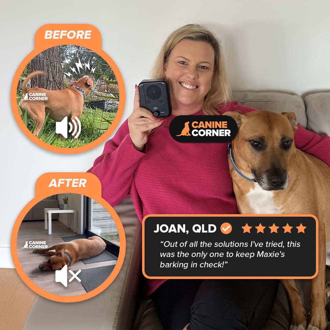 Anti Bark Device – Barkbuddy™ | Proven Humane Bark Control – CANINE CORNER
